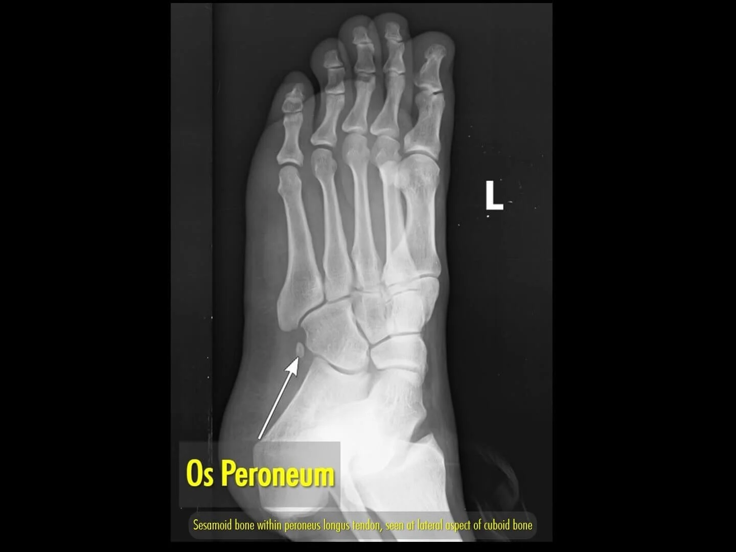 Radiology Vibes | Online Learning Platform For Radiologists.