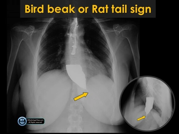 Radiology Vibes | Online Learning Platform For Radiologists.